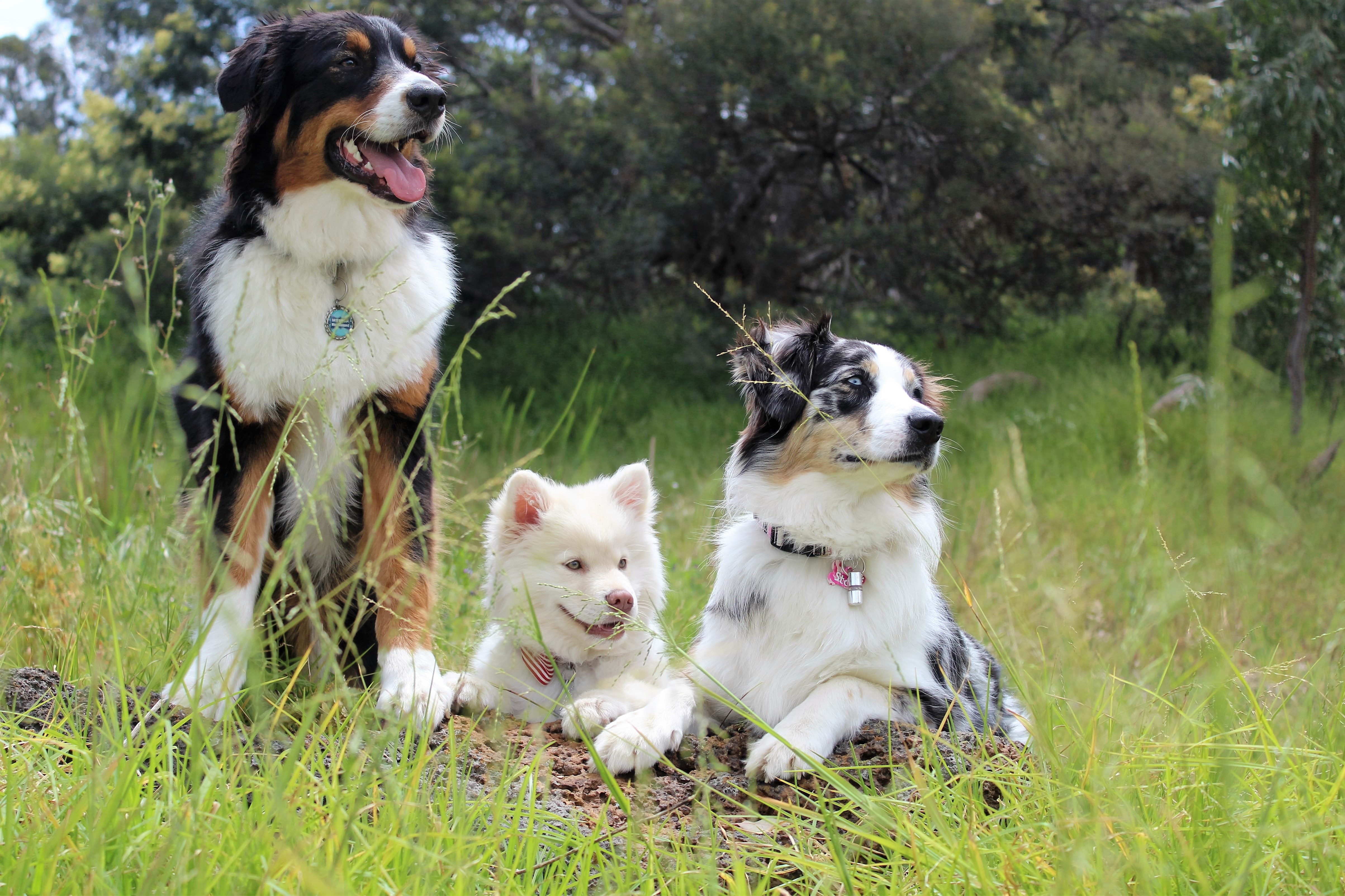 Dog Licensing | McCleary Washington